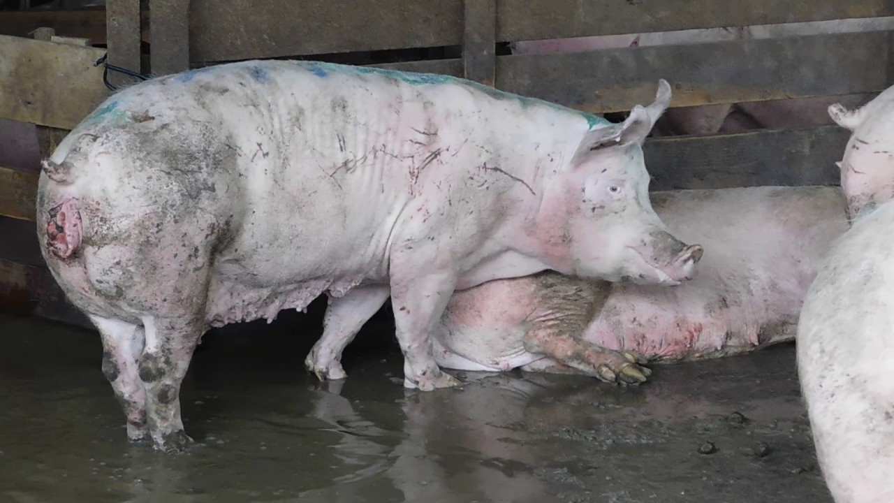 Cull sow with prolapse will not receive medical care - YouTube