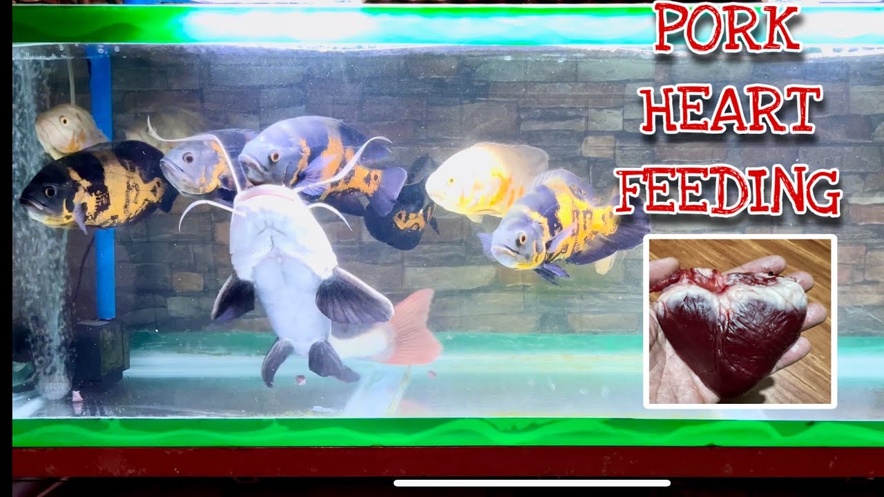 RED TAIL CATFISH FEEDING | OSCAR FISH FEEDING | PORK HEART - YouTube