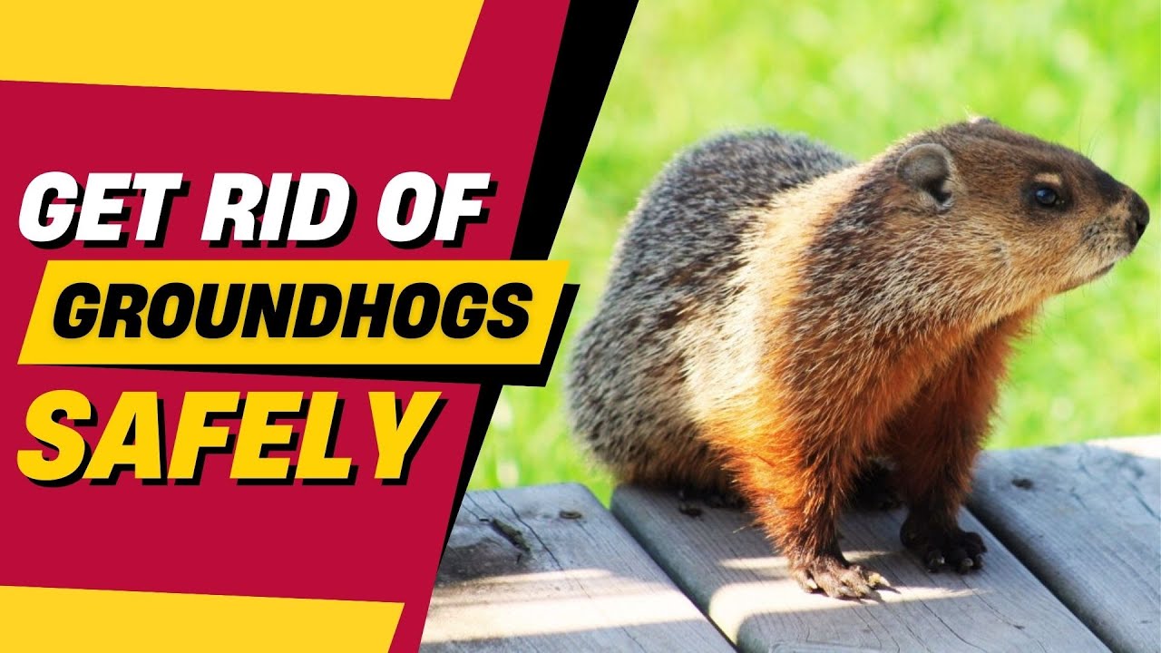 How to Get Rid of Groundhogs Humanely in 4 Easy Steps - YouTube