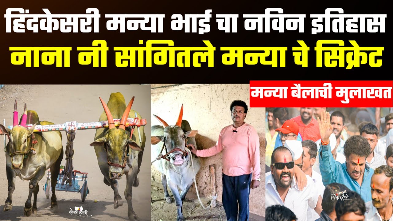 राजूशेठ जवळेकर यांचा हिंदकेसरी मन्या बैलाची मुलाखत ! manya bail ...