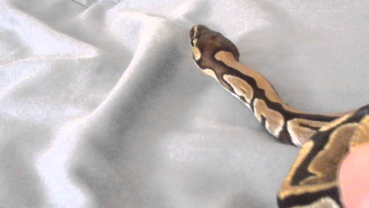 11 Month old baby ball python. - YouTube