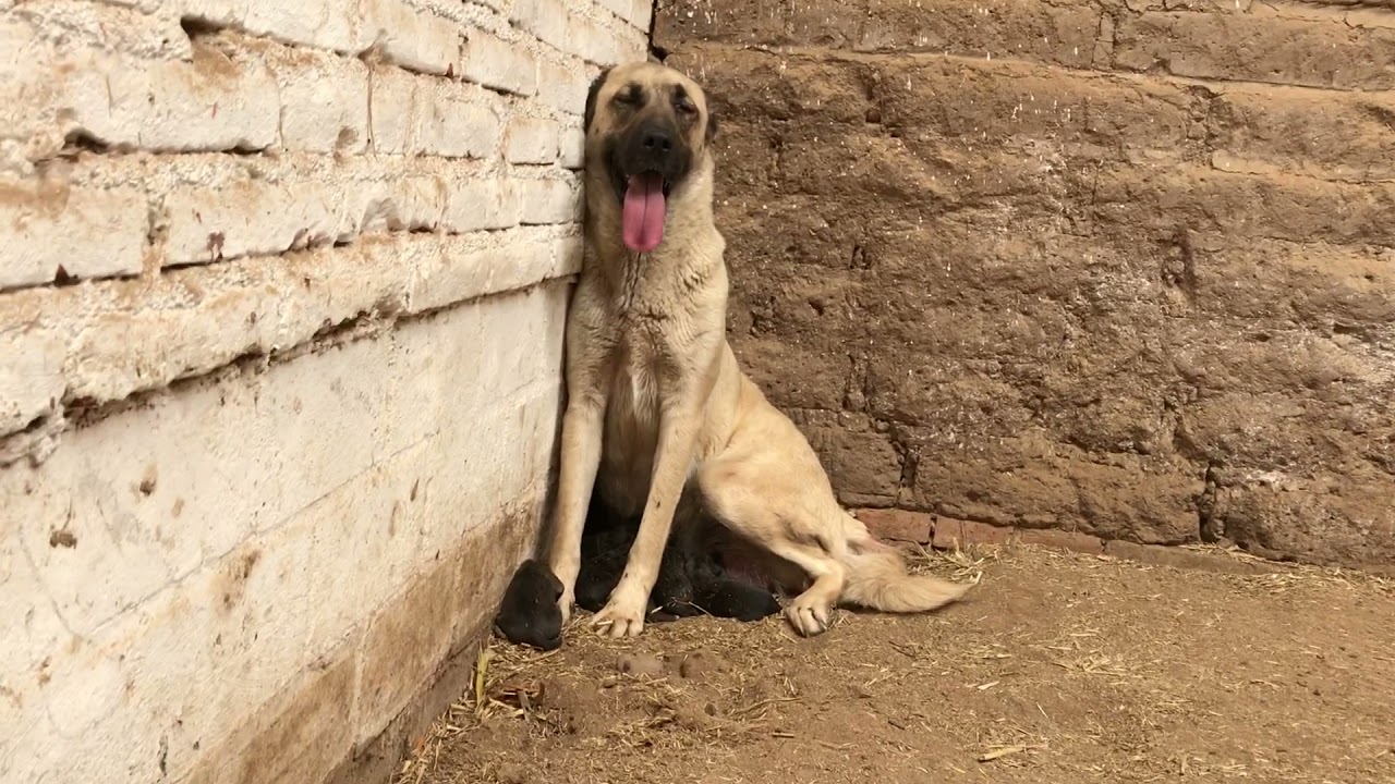Hembra Kangal turco con cachorros, Rancho Las Ardillas - YouTube