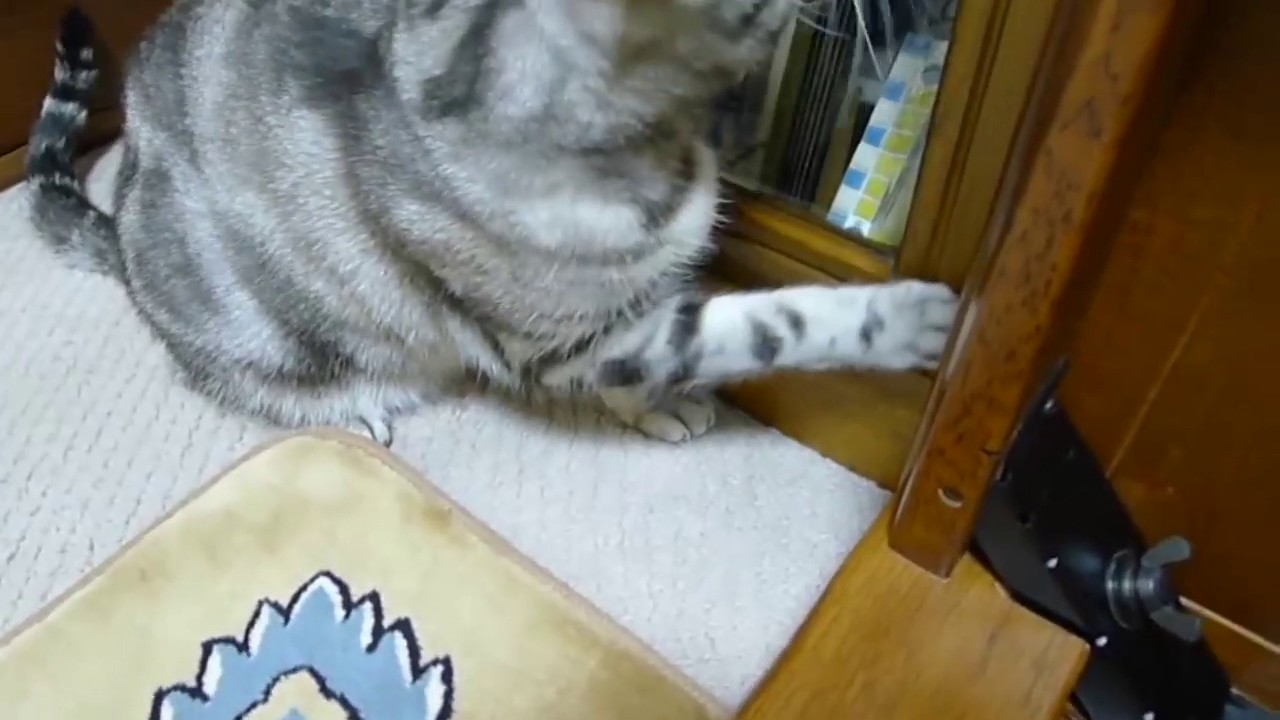 Micah Pierce, cats playing without misunderstanding clip2 - YouTube