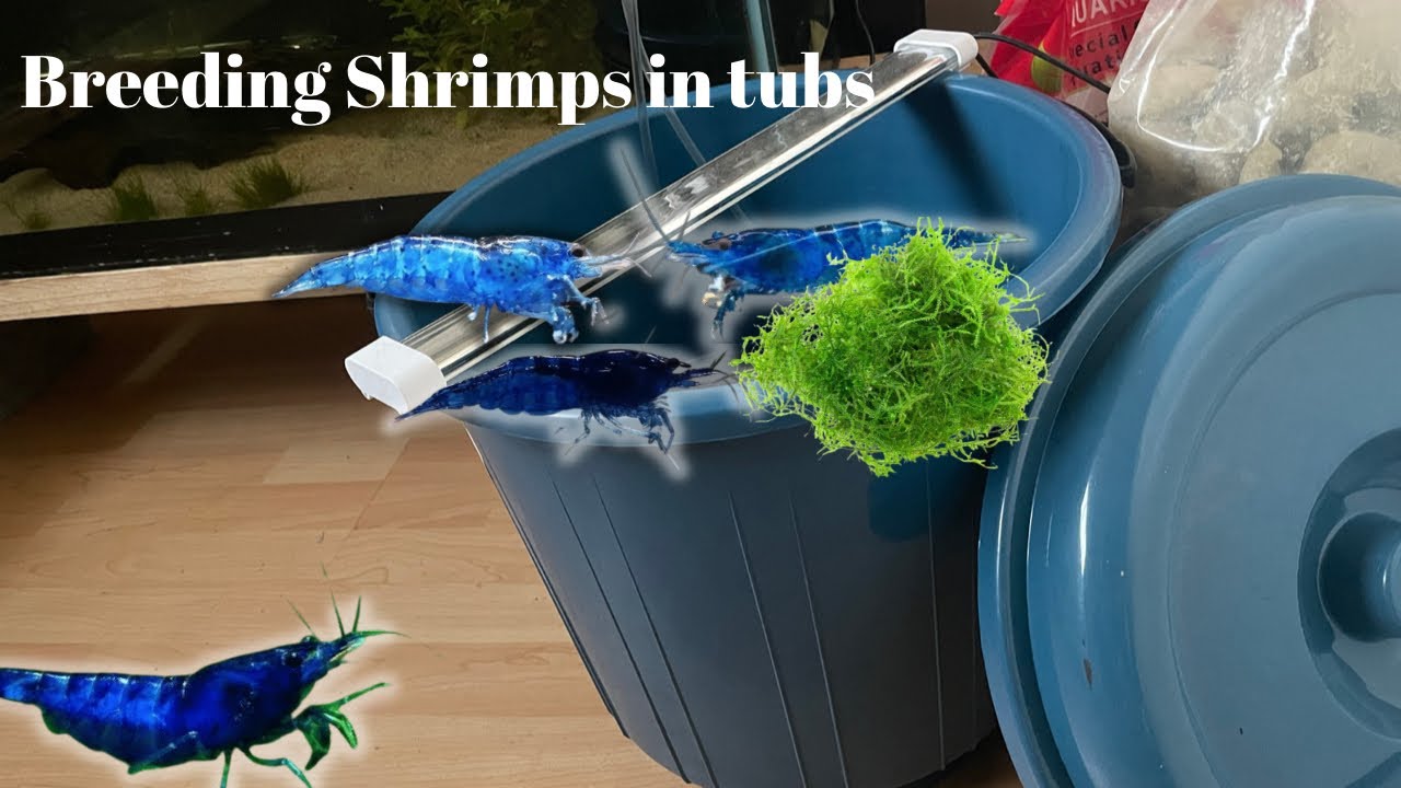Breeding Colorful SHRIMP in Bins! | No Filter | No Water Changes - YouTube