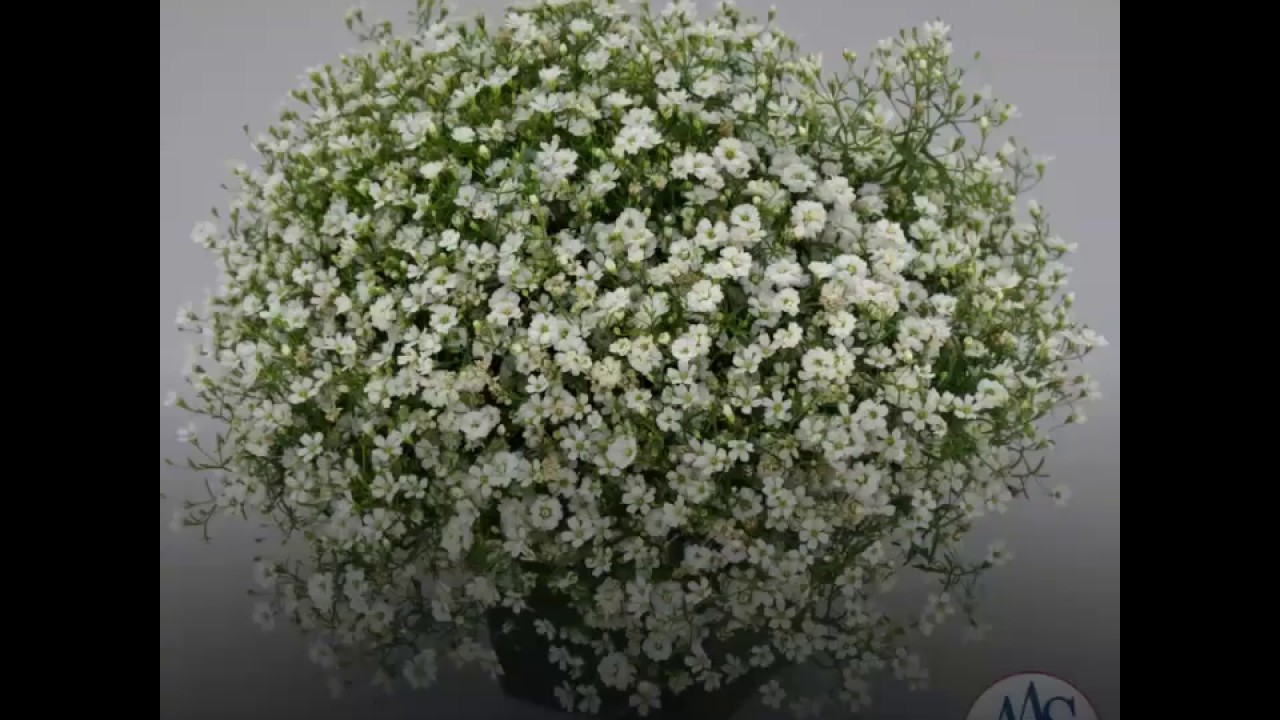 Beautiful Fluffy White Gypsophila Blooms - YouTube
