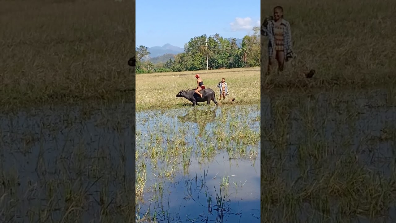 how to ride carabao - YouTube