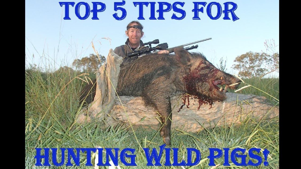 Top 5 Tips for Hunting Wild Pigs - YouTube