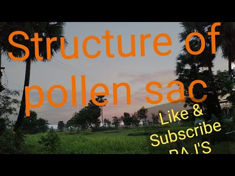 Structure of Pollen Sac or pollen chamber or Microsporangium - YouTube