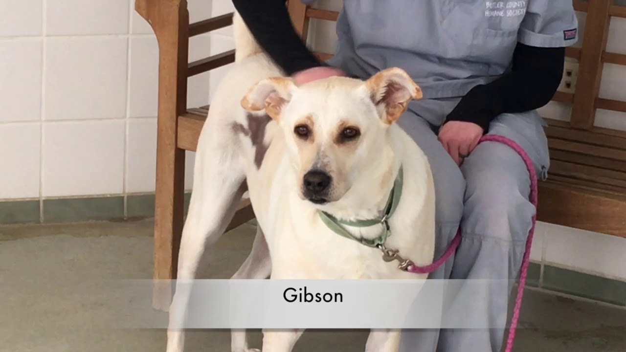 Butler Humane Society January pets of the month - YouTube