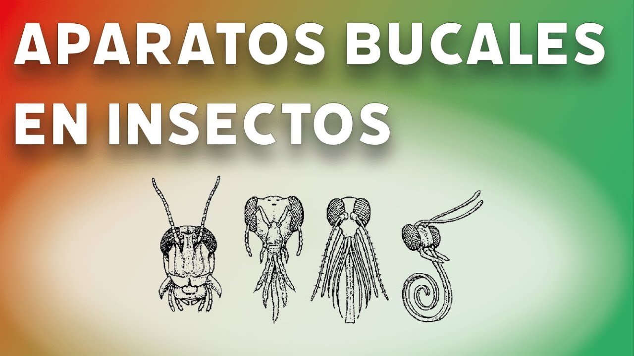 APARATOS BUCALES - YouTube
