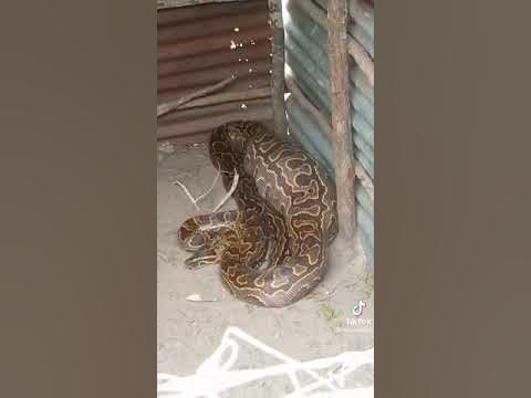 WOW THIS BIG AFRICAN PYTHON SWALLOW MY GOAT!!!! - YouTube