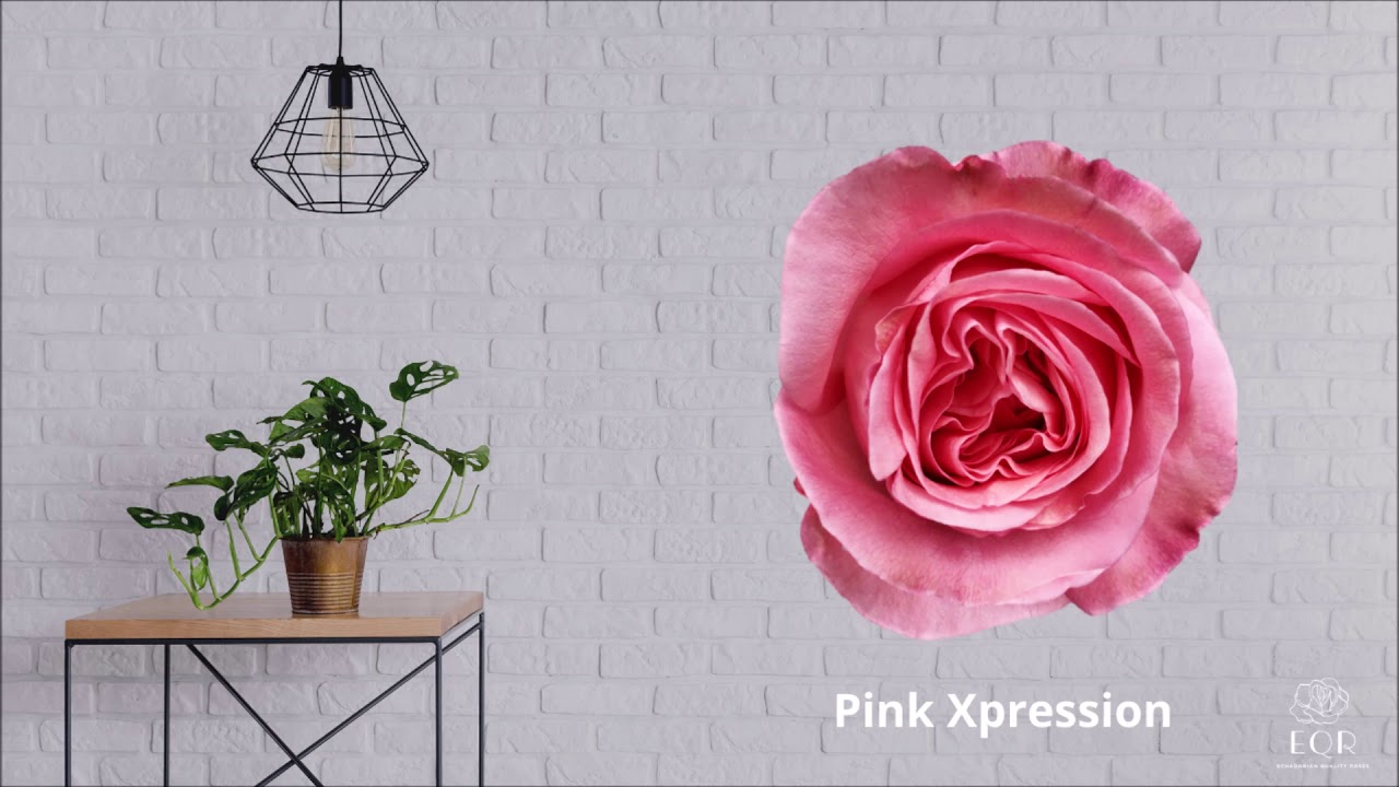 EQR Garden Look Roses ' Ecuadorian Quality Roses - YouTube