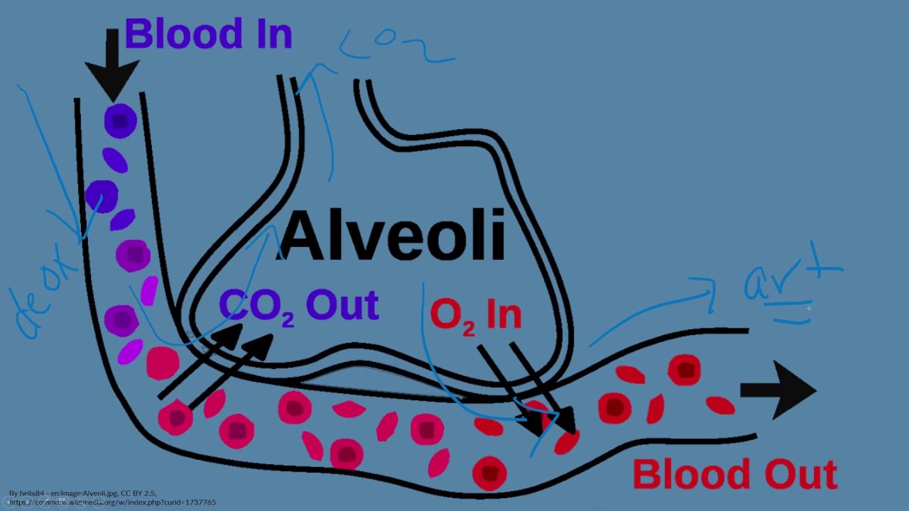 ABG Oxygenation - YouTube