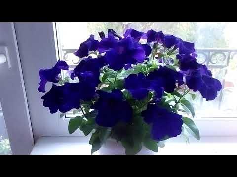 Петуния " Альдерман " июнь 2021 - YouTube