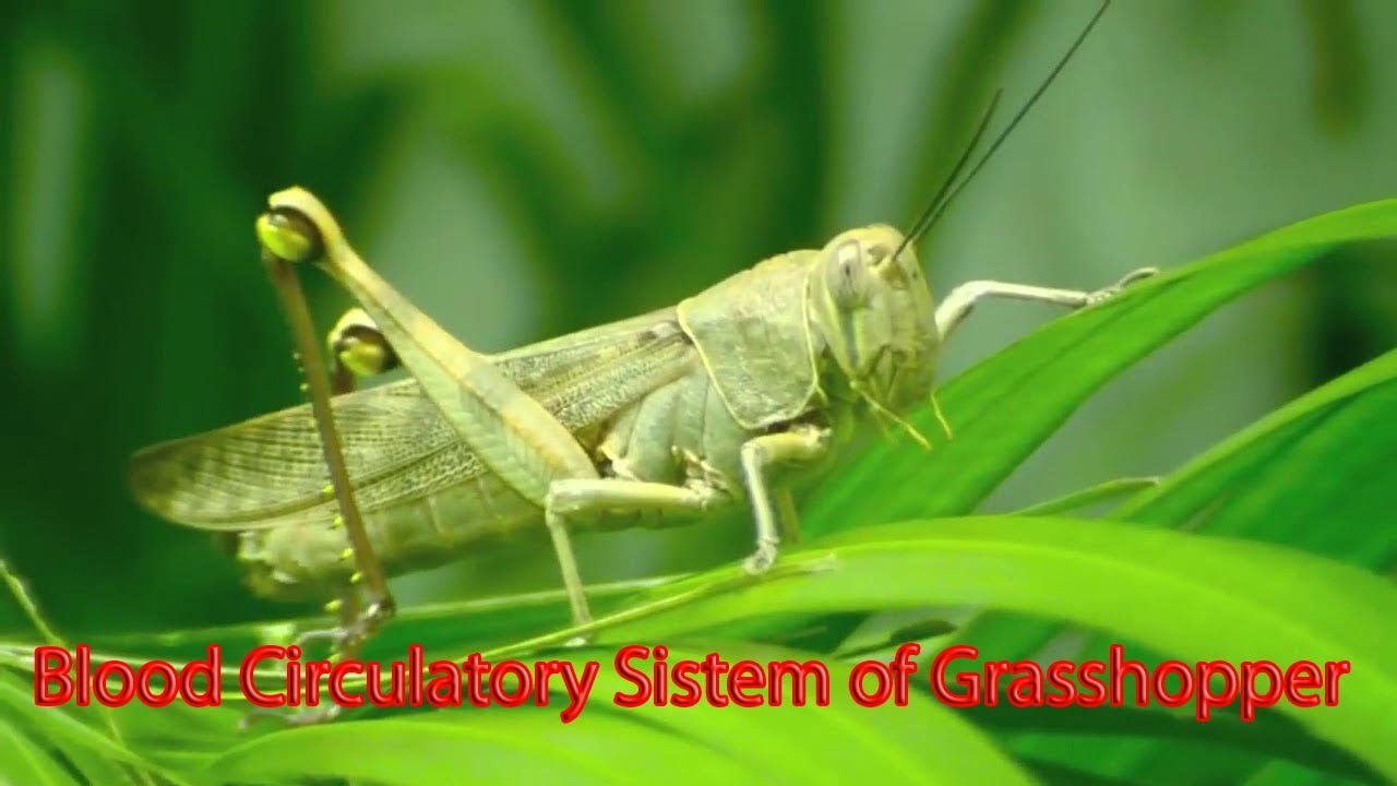 Blood Circulatory System of Grasshopper:(Dr. J A M Azizul Haque) - YouTube