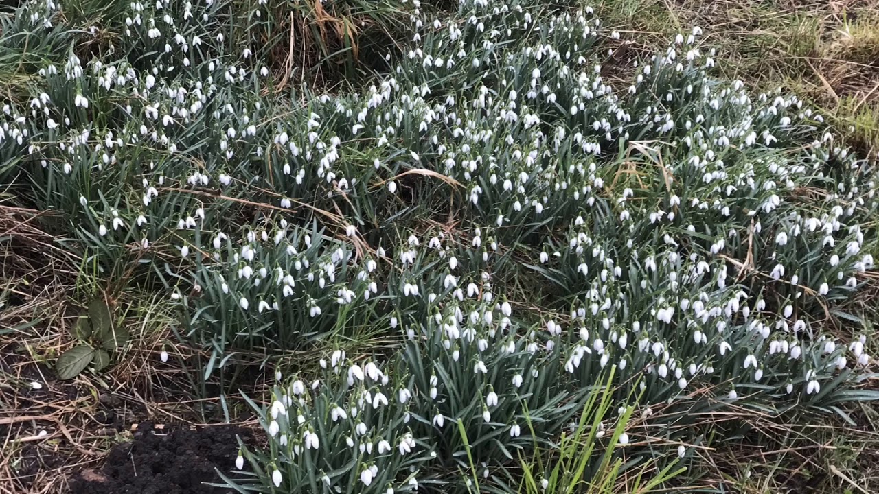 'First Breath of Spring' /original piano composition ~ Felicity ...