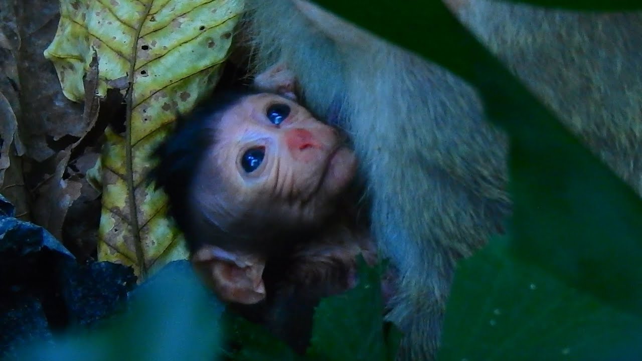 Monika Look To Her Mommy Face - YouTube