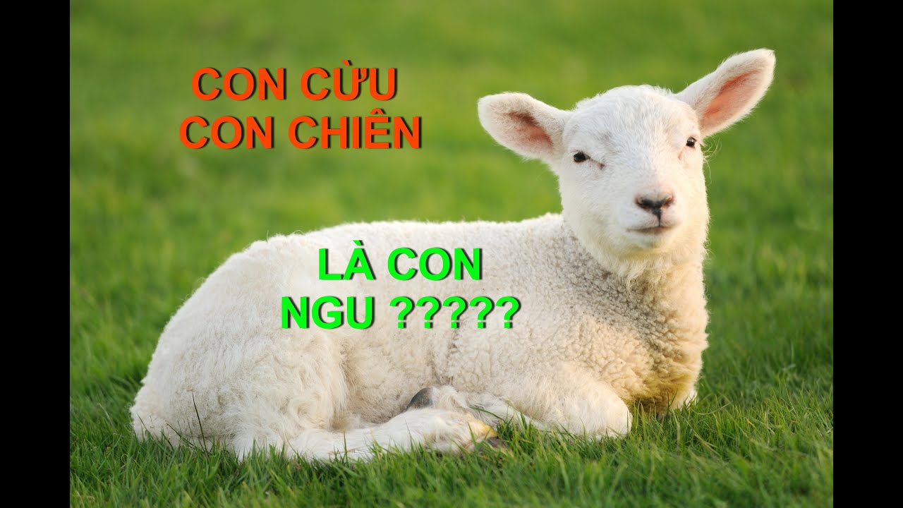 CON CỪU CON CHIÊN LÀ CON NGU ? Cha Thiên chúa đáp trả xàm tăng nhẹ ...