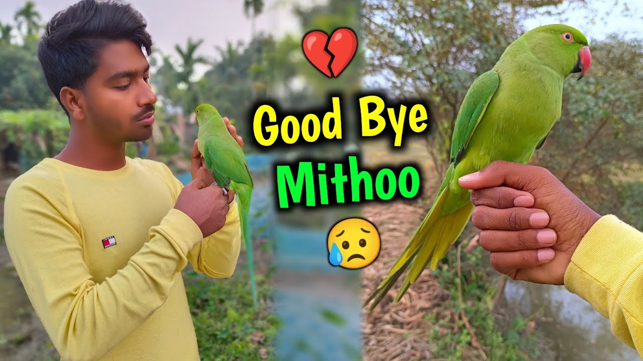 Good Bye "Mithoo" 😥 - YouTube