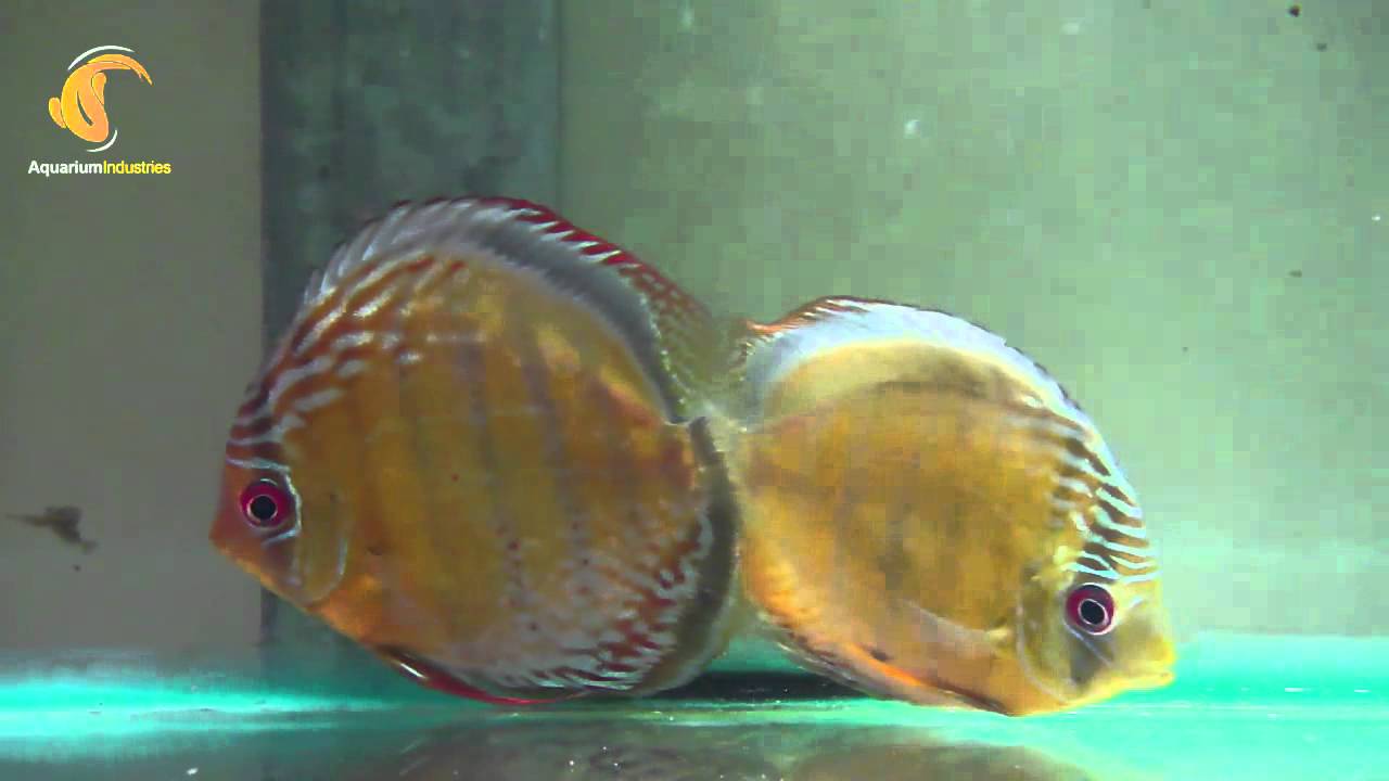 12cm Wild Green Discus - Tefe Few Red Spots - YouTube