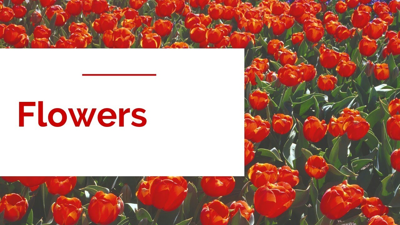 Flowers, creative commons, free use - YouTube