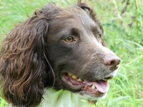 Training springer spaniel,how to train puppy. - YouTube