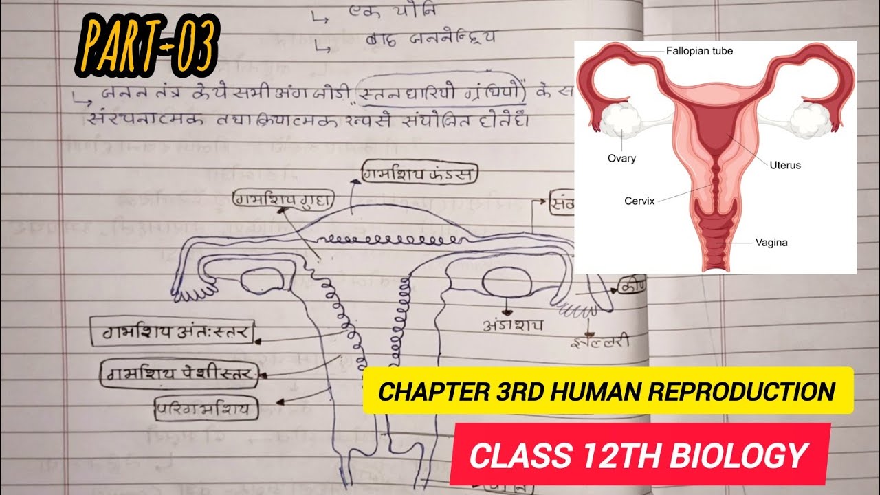 मादा जनन तंत्र | female reproductive system | chapter 3. human ...