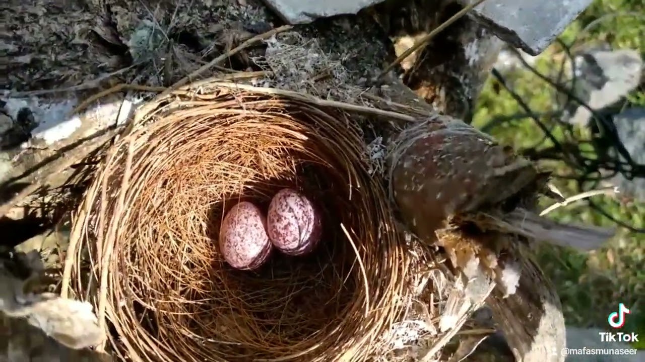 Bulbul Bird eggs next to our home #bird #egg #bulbul (2) - YouTube
