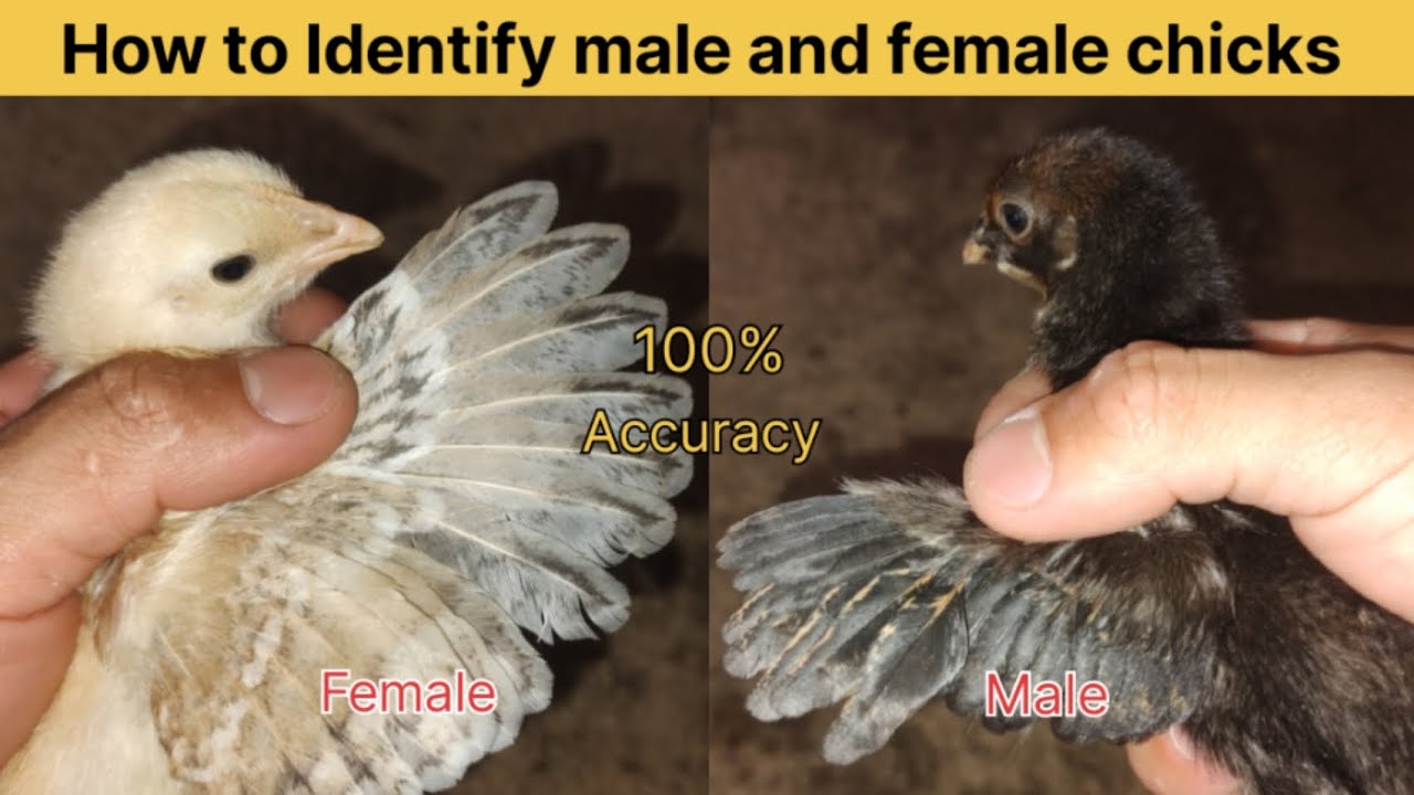 Day 16 How To Identify Male And Female Chicks👌🥰 Youtube