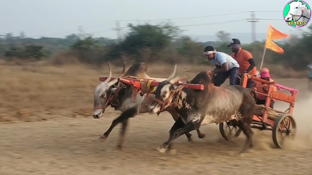 Racing Bulls of Basavan Kudachi Running in Bullock cart Race. - YouTube