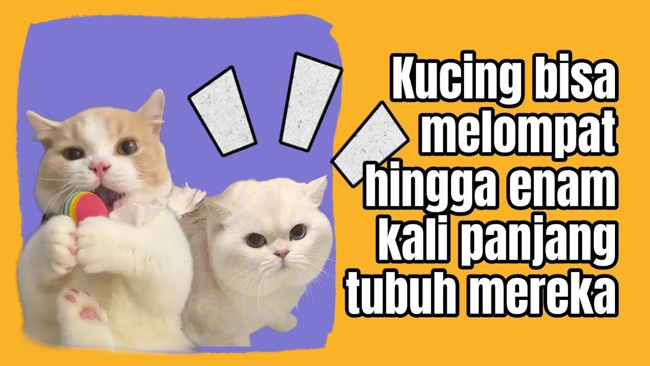 Fakta Kucing bisa melompat hingga enam kali panjang tubuh mereka - YouTube