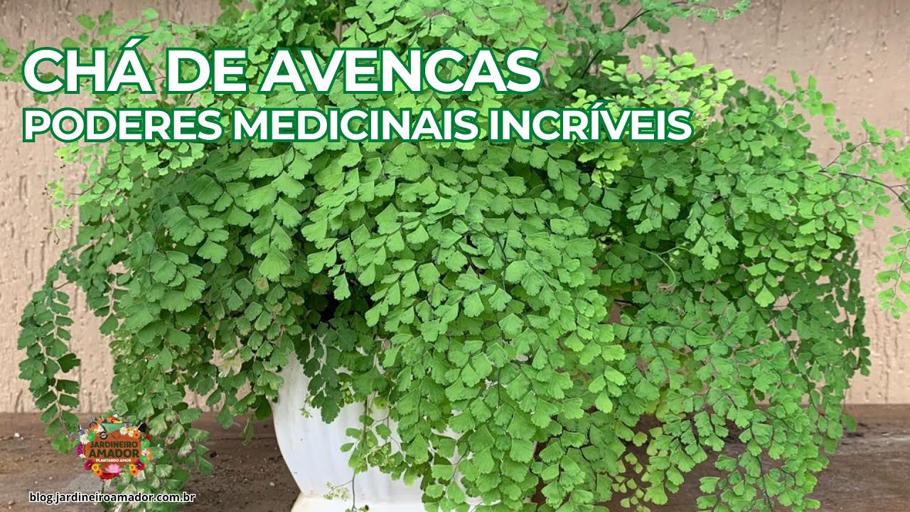 CHÁ DE AVENCAS E SEUS PODERES MEDICINAIS INCRÍVEIS - YouTube