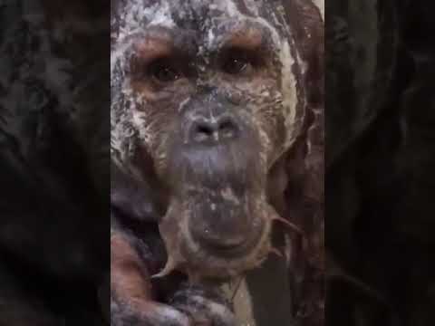monkeyyyyyy in the bathroom - YouTube