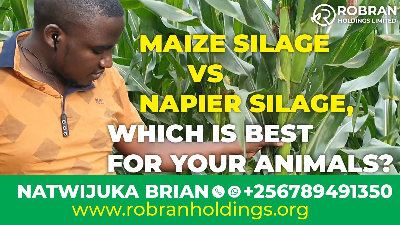 MAIZE SILAGE VS NAPIER SILAGE, WHICH IS BEST FOR YOUR ANIMALS ll ...