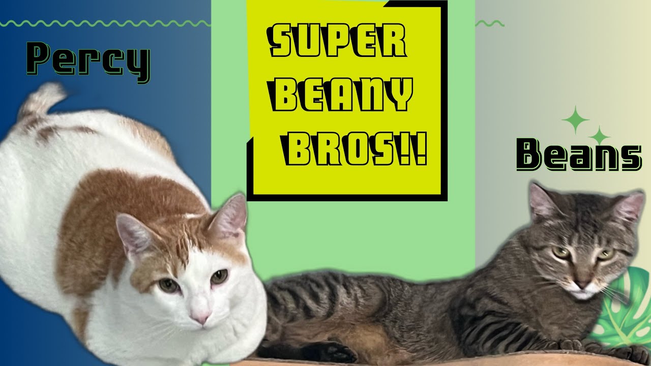 Cat Chaos! Relive Percy & Beans' Epic Livestream Fight - YouTube