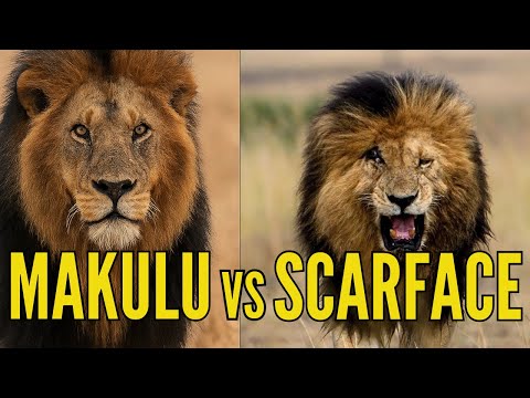 MAKULU VS SCARFACE – The Untold Battle for Africa's Throne