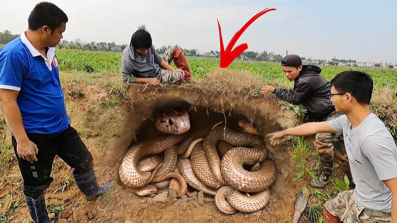 Brave Hunter Catch 100 Giant Cobras By Hands - YouTube