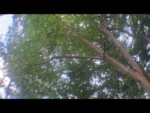 Cicadas in Tokyo Japan (Town with many cicadas) August 3, 2021 - YouTube