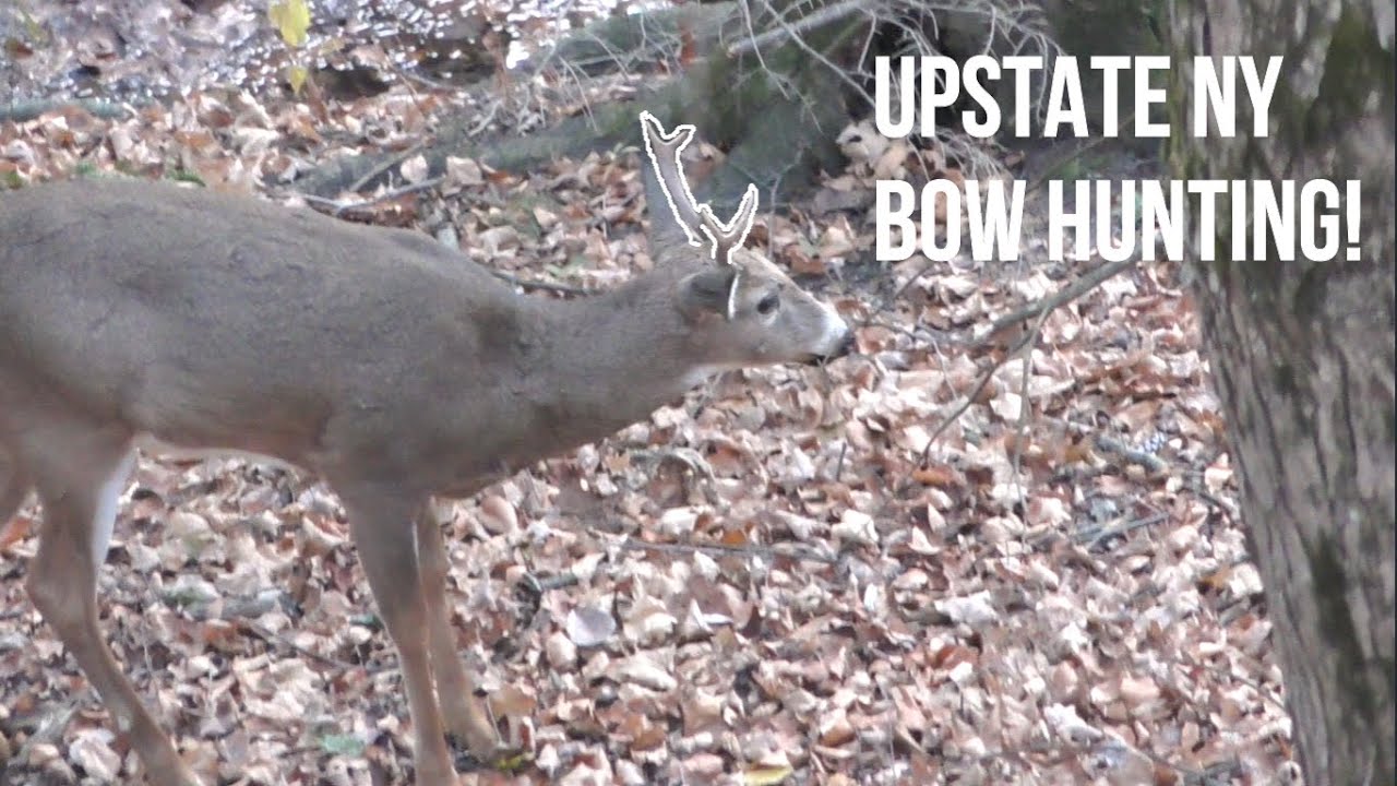 Bucks Are CRUISING! Upstate NY Bow Hunting 2020 - YouTube