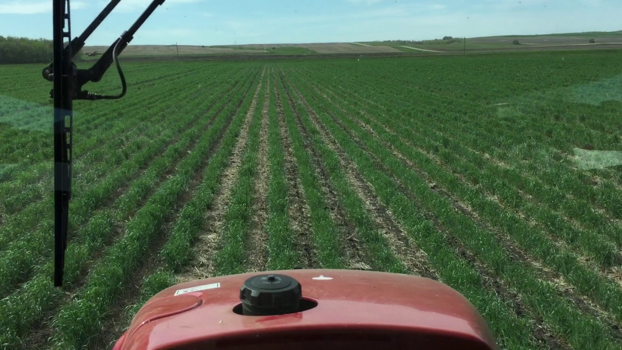 Bio Strip-till Rye Between Corn Rows - YouTube