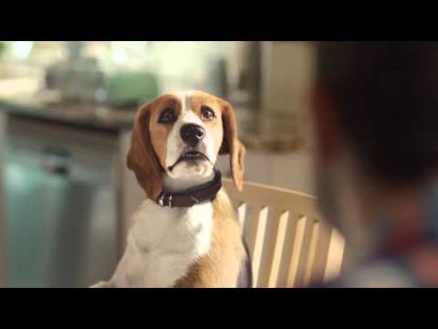 Who Does The Beagle Insurance Advert