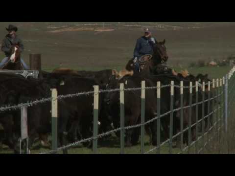 The Last Cowboy - YouTube