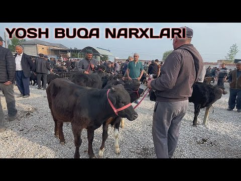 YOSH BUQA NARXLARI OLTI ARIQ CHORVA BOZORIDAN