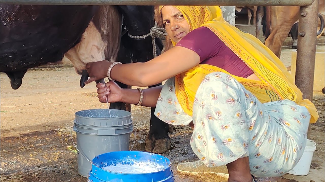 HF( Holisten )cow milking by hand, village life #cow dairy farm - YouTube