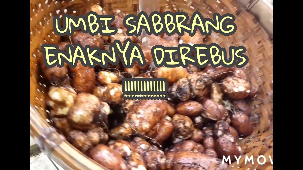 UMBI SABRANG REBUS JADI CEMILAN#sambrangrebus#makanankampung#cemilan ...