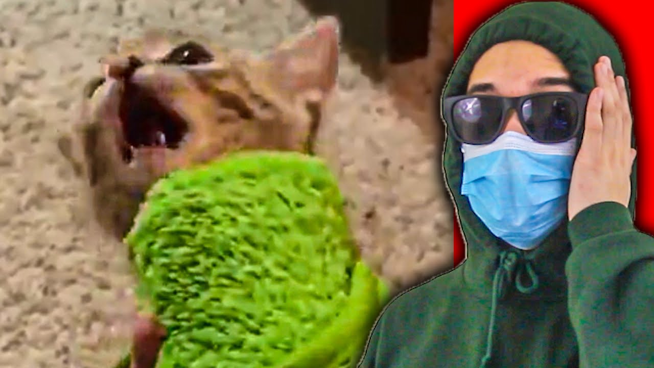 "its always the low quality videos" - YouTube