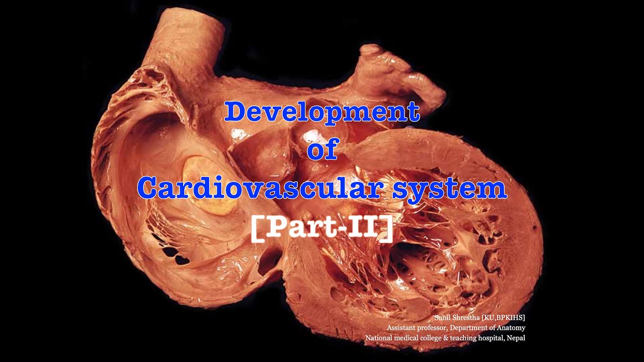 Development of Cardiovascular system-II | MBBS BDS | - YouTube