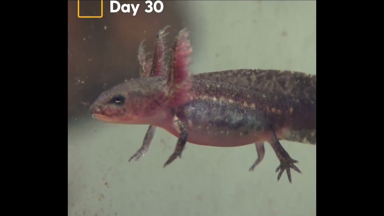 The Extraordinary Life Cycle Of A Salamander - YouTube