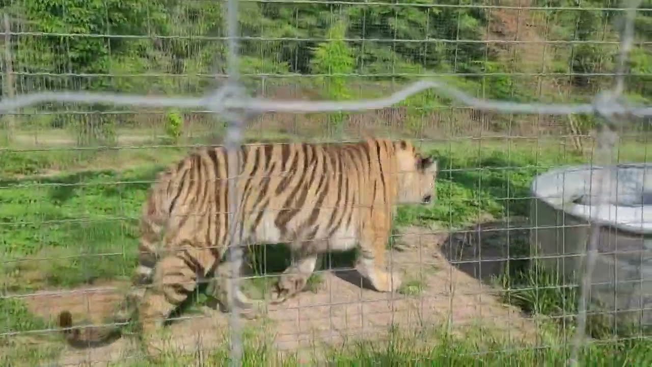 Checking out this Tiger Sanctuary! - YouTube