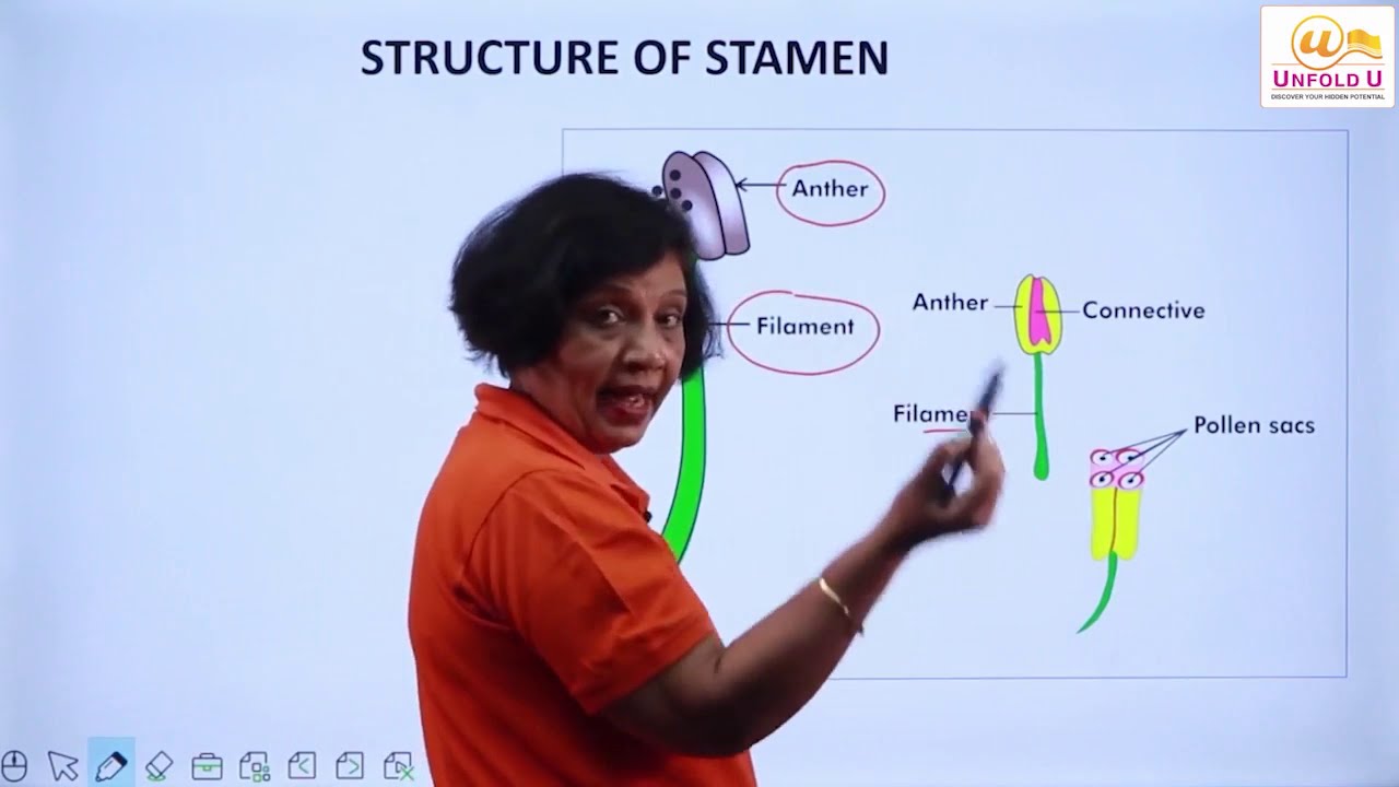Structure of Stamen - Class 12 - Biology - YouTube